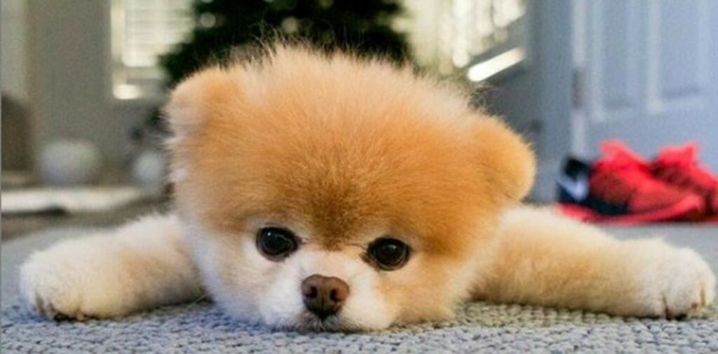 Muere por problemas cardíacos "el perro más lindo del mundo"