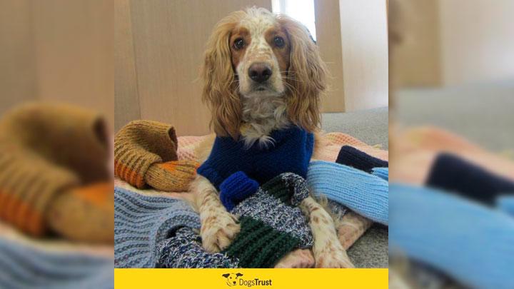 Anciana teje cientos de abrigos para proteger a los perros de la calle