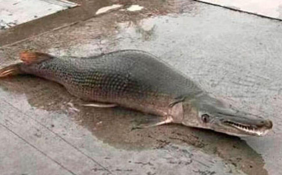 Pescan un pejelagarto en China y causa temor debido a que habitantes no ...