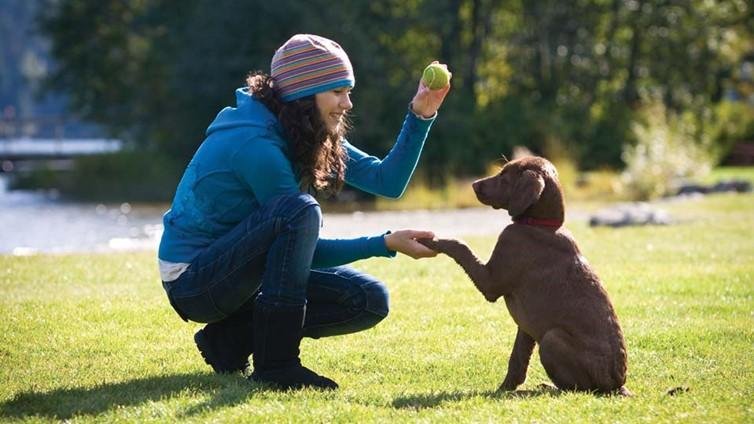 Universidad de NY ofrece licenciatura para entrenar perros