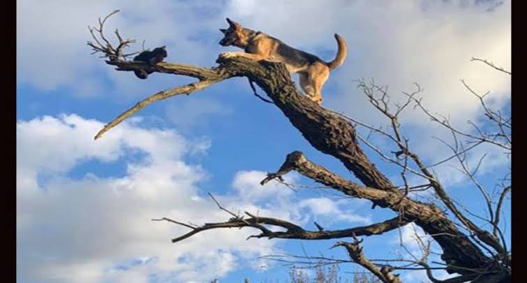 Bomberos rescatan a un perro y gato que quedaron atrapados en un árbol