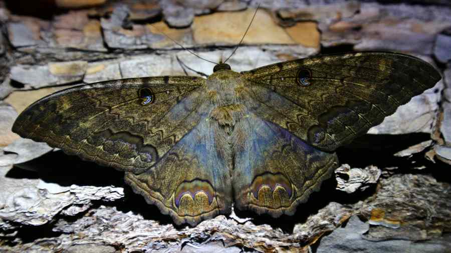 ¿Qué significan las mariposas negras?